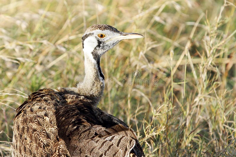 Closeup of Beautiful Black-Bellied Bustard Stock Photo - Image of ...