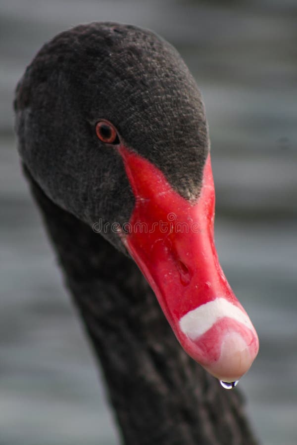 Closeup of a Beautiful Black Swan Face Stock Image - Image of dark ...