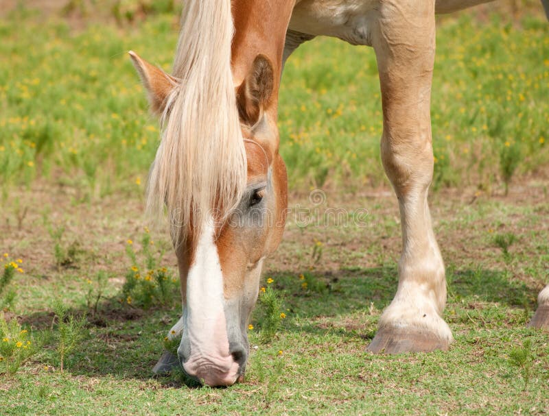 Blond Belgian Draft Horse Galloping Stock Photo - Image of galloping ...