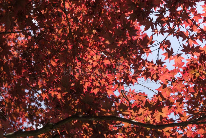 Closeup of Blood Red Maple Tree in the Park Stock Photo - Image of park ...
