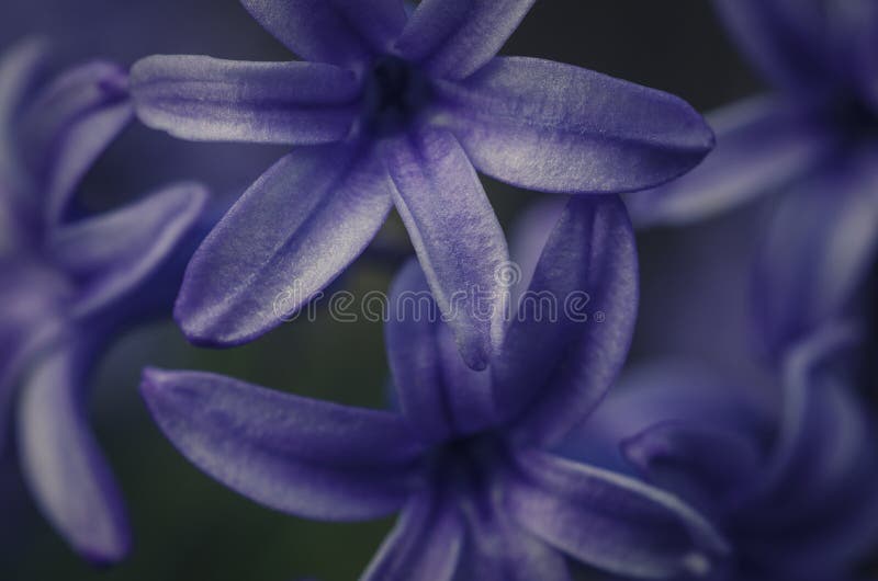 Closeup of Beautiful Blue Flowers Stock Photo - Image of head, flowers ...