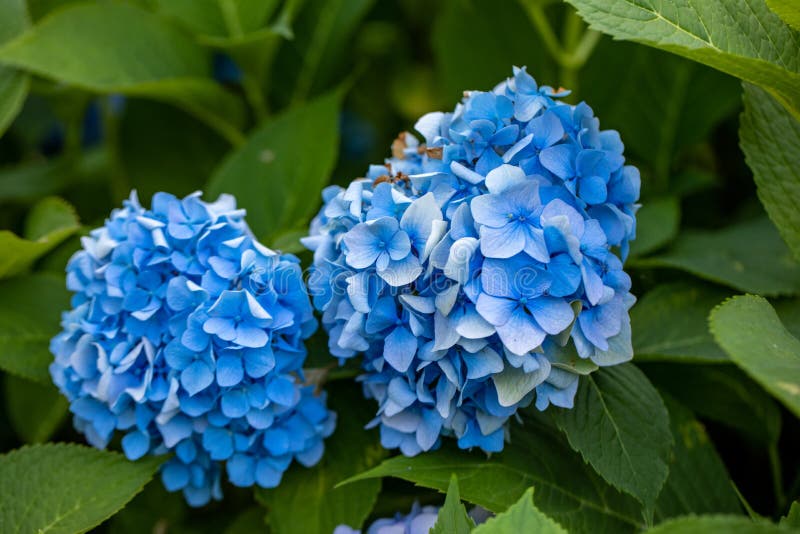Closeup of a Beautiful Blue Hydrangea in Garden. Stock Photo - Image of ...