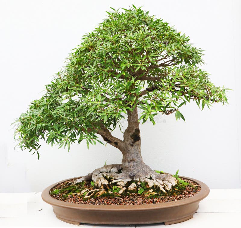 Beautiful Bonsai Tree. Japanese Garden. Indoor Plants. Stock Image ...