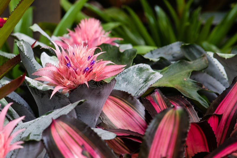 Closeup of a Beautiful Bromelia from Colombia Stock Image - Image of ...