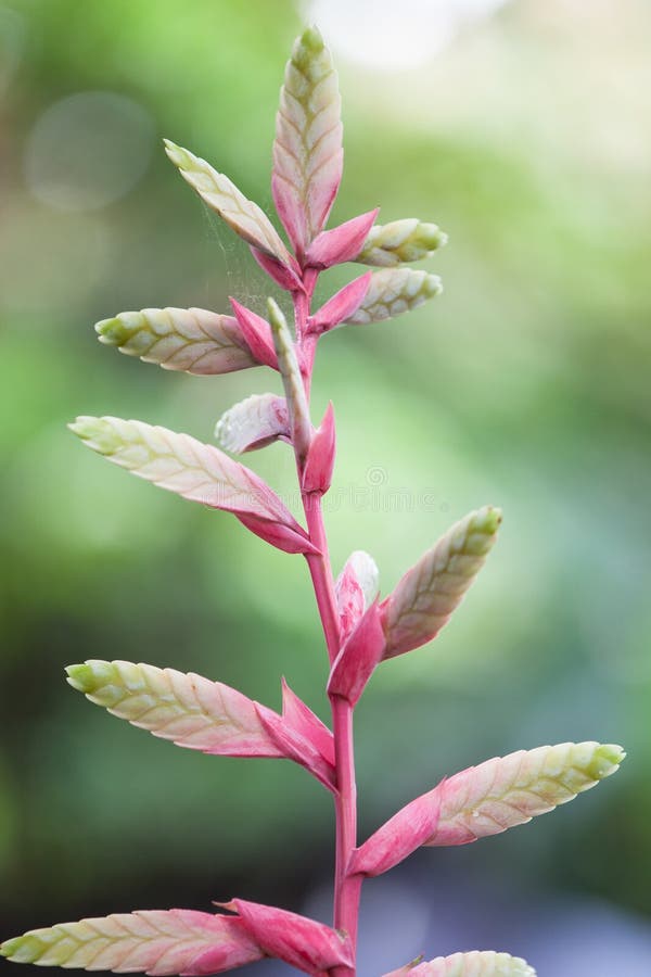 Closeup of a Beautiful Bromelia from Colombia Stock Image - Image of ...