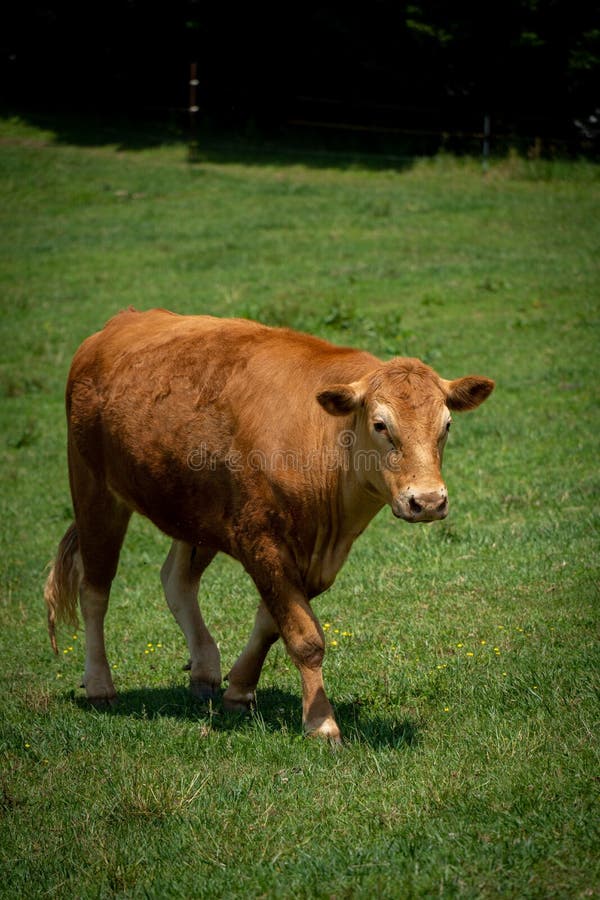 Closeup of a Beautiful Brown Aberdeen Angus on a Farm Stock Photo ...