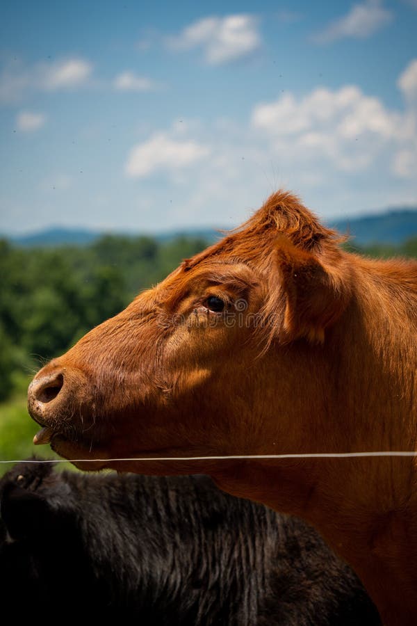 Closeup of a Beautiful Brown Aberdeen Angus on a Farm Stock Photo ...