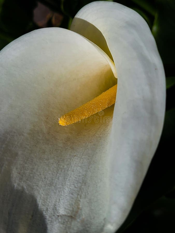 Closeup of the Beautiful Calla Lily Flower Growing in the Garden Stock ...