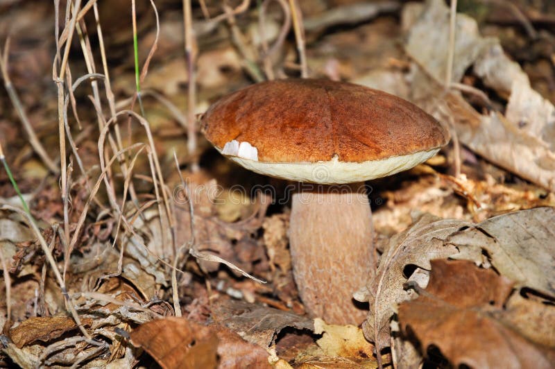 Closeup of a Beautiful Cepe Stock Photo - Image of penny, cuisine: 15839374