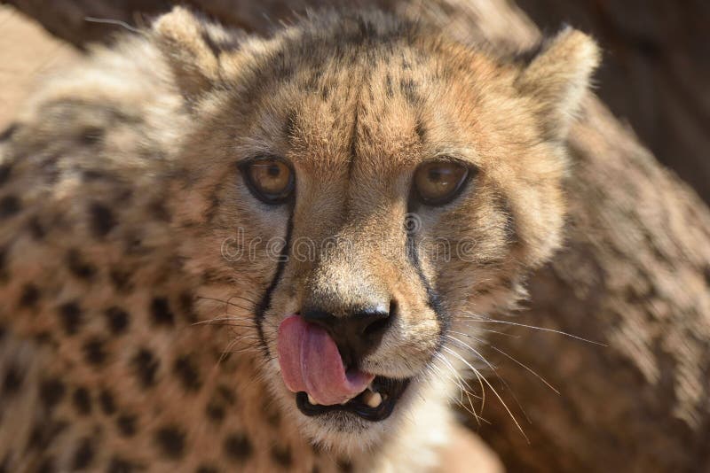 Cheetah Tongue Up Close