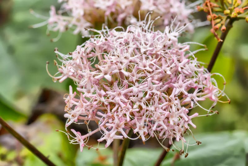 Closeup of a Beautiful Clerodendrum Plant. Stock Photo - Image of ...