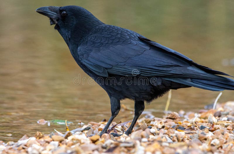 Closeup of a Beautiful Common Raven on a Lake Shore Stock Image - Image ...