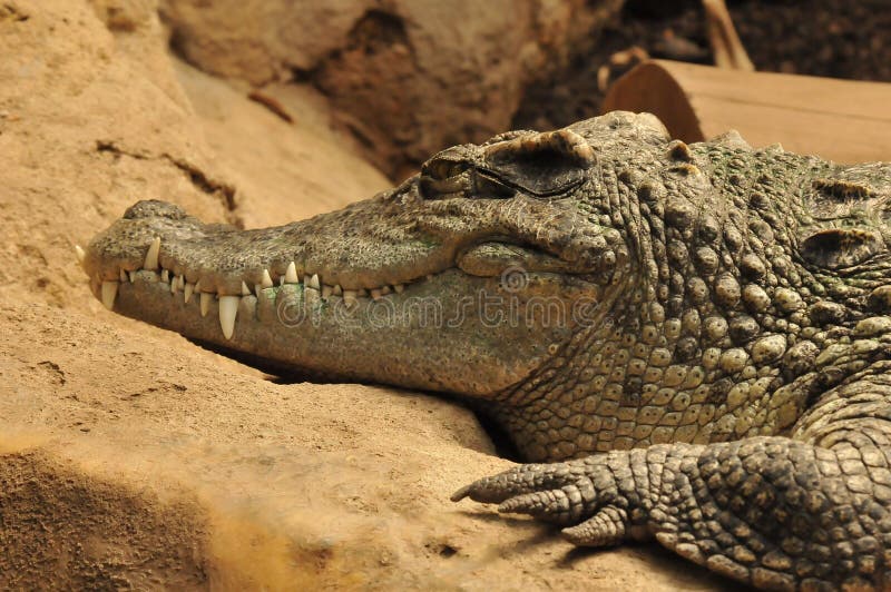 Closeup of a Beautiful Crocodile Resting on a Rock at the Zoo Stock ...