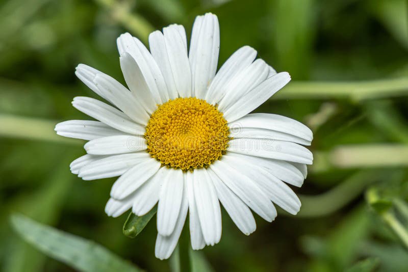 One Beautiful Daisy in Summer Stock Image - Image of summer, petal ...