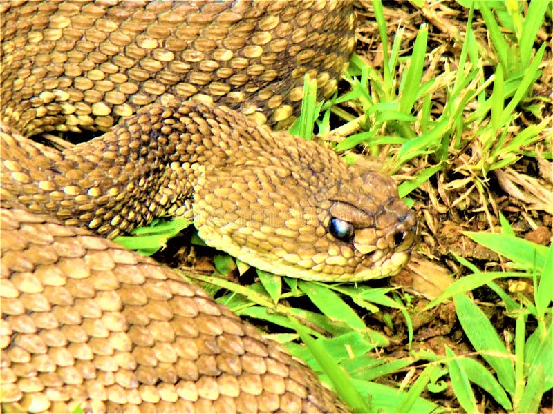 Rattlesnake Coiled, Rattling And Ready To Strike Stock Image - Image of ...