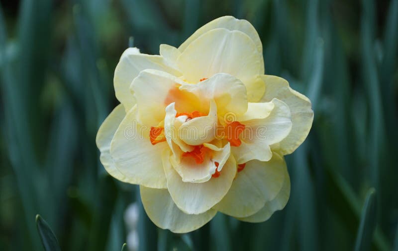Closeup of the Beautiful Double Daffodil Flower at Full Bloom Stock ...