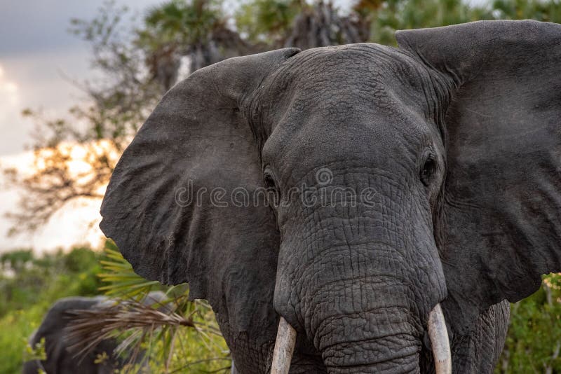 Closeup of a Beautiful Elephant in a Field Looking at the Camera Stock ...