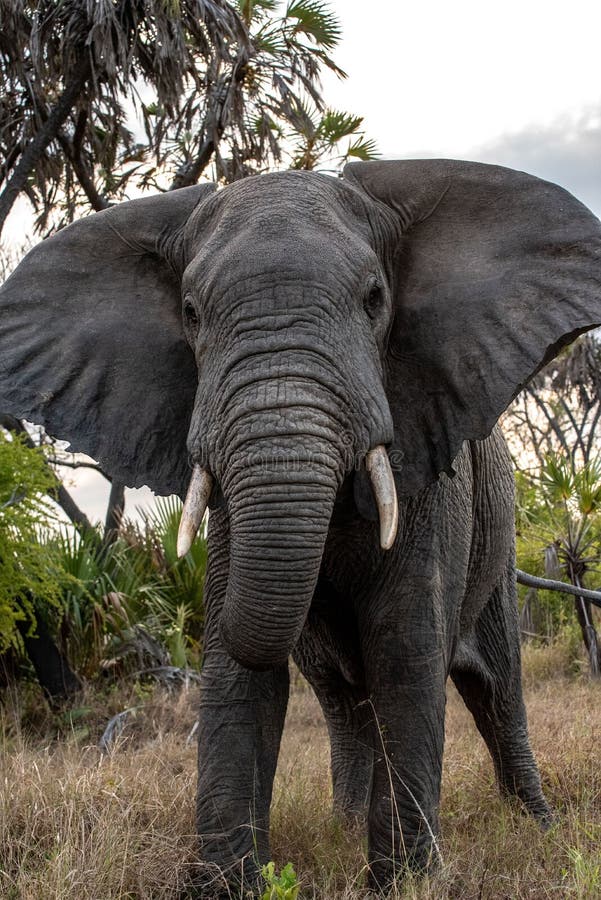 Closeup of a Beautiful Elephant in a Field Looking at the Camera Stock ...