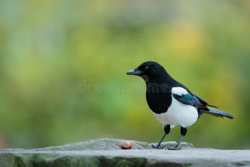 Closeup of a Beautiful Eurasian Magpie on a Stone with Blurred ...
