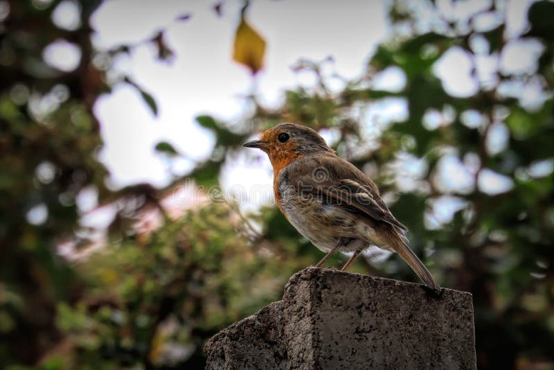 Closeup of a Beautiful European Robin Bird on a Stone Surface in a Park ...