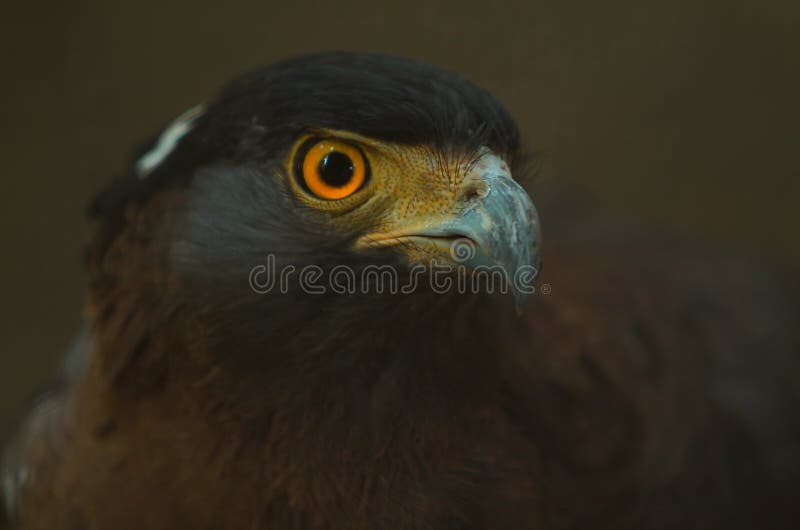 Closeup of the Beautiful Face of an Eagle Stock Photo - Image of flight ...