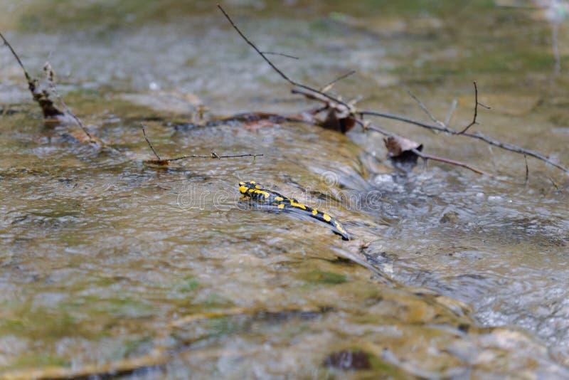 Closeup of a Beautiful Fire Salamander Walking through the River Stock ...