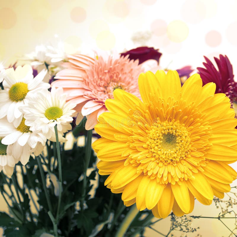 166 Daisy Flo Photos - Free & Royalty-Free Stock Photos from Dreamstime