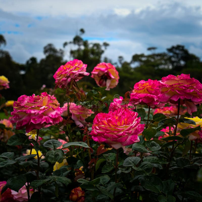 Closeup of Beautiful Fresh Pink Garden Roses Stock Image - Image of ...