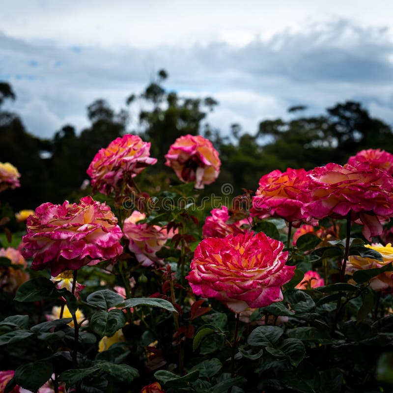 Closeup of Beautiful Fresh Pink Garden Roses Stock Photo - Image of ...