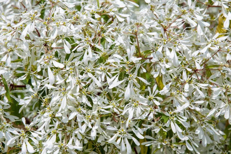 Snow on Bush stock photo. Image of green, lights, garden - 49392410