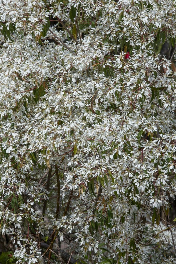 Snow on Bush stock photo. Image of green, lights, garden - 49392410