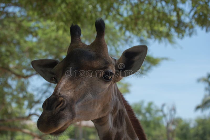 Closeup of a Beautiful Giraffe Elegant in the Zoo Stock Image - Image ...
