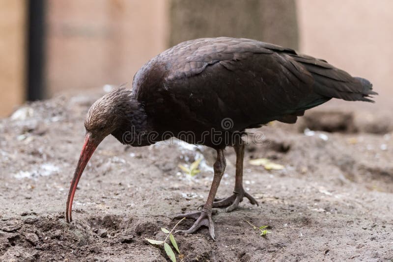 Closeup of a Beautiful Glossy Ibis Bird on a Stone Surface Stock Image ...