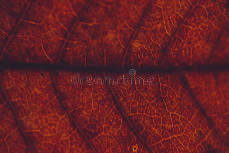 Closeup of a Beautiful Golden Leaf Textures Stock Image - Image of ...