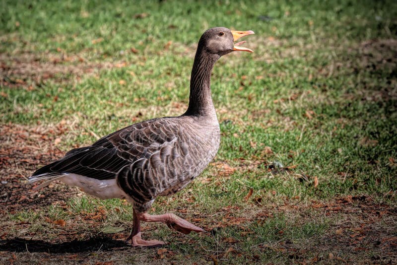 Closeup of a Beautiful Goose on Green Grass Stock Photo - Image of ...