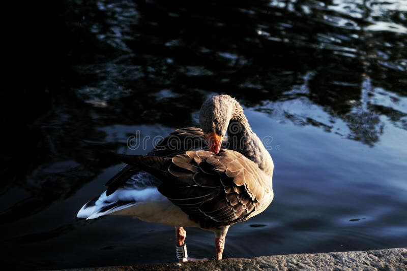 Closeup of a Beautiful Goose Standing Next To the Lake Under Sunlight ...