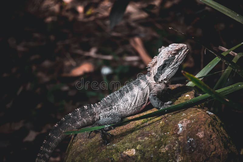 Closeup of a Beautiful Grey Big Lizard with Textured Skin Standing on a ...