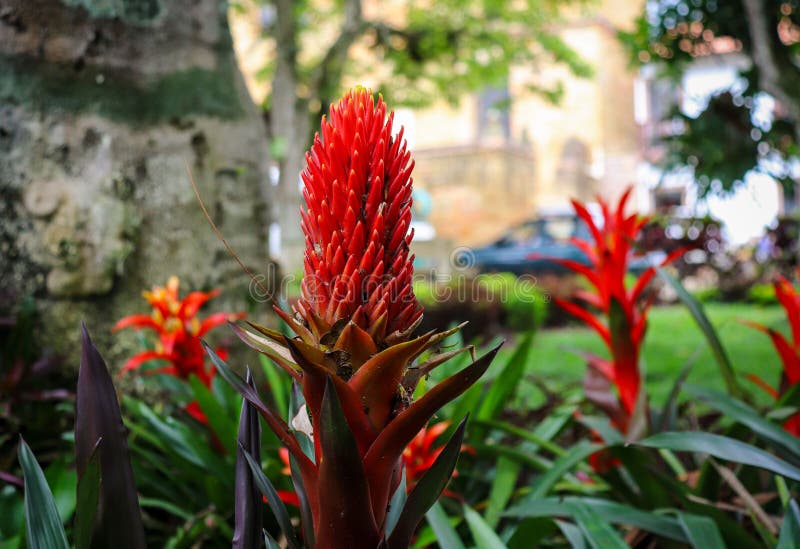 Closeup of a Beautiful Guzmania in the Garden. Stock Image - Image of ...