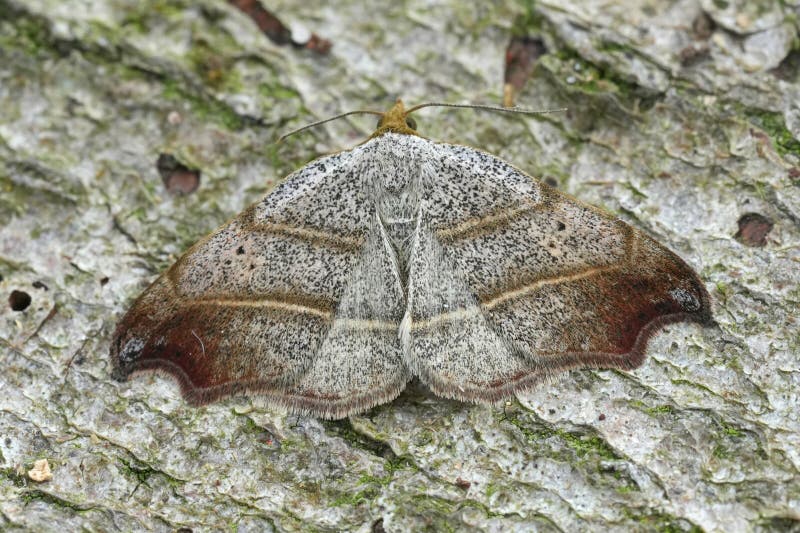 Closeup on a Beautiful Hook-tip Moth, Laspeyria Flexula, with Spread ...