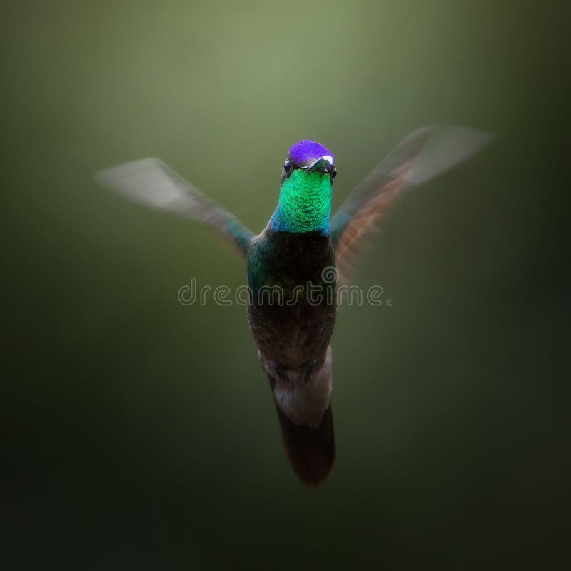 Closeup of a Beautiful Hummingbird Flying Directly To the Camera Stock ...