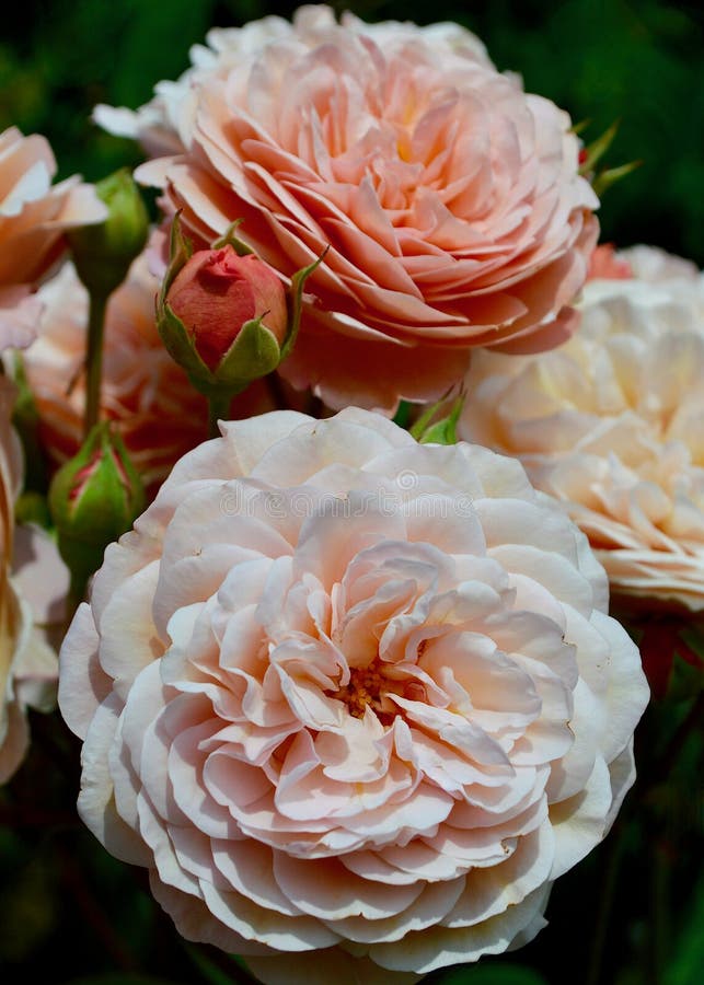 A Closeup of Beautiful Hybrid Tea Roses in the Garden Stock Photo ...