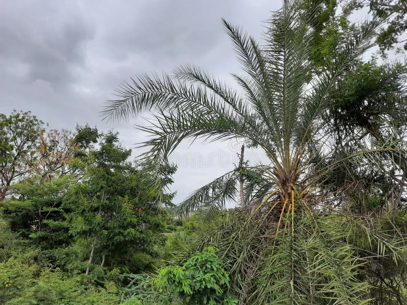 Closeup of Indian Empty Dates Palm Tree in a Forest or in a Field Stock ...