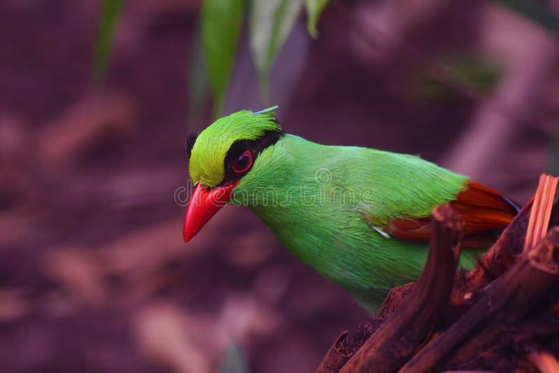 Closeup of a Beautiful Javan Green Magpie Stock Image - Image of javan ...