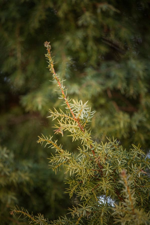 A Closeup of a Beautiful Juniper Tree Branch Stock Image - Image of ...
