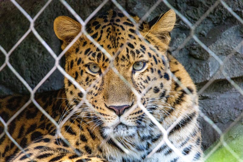Leopard Lying on a Tree Branch on the Savannah in Tanzania Stock Image ...