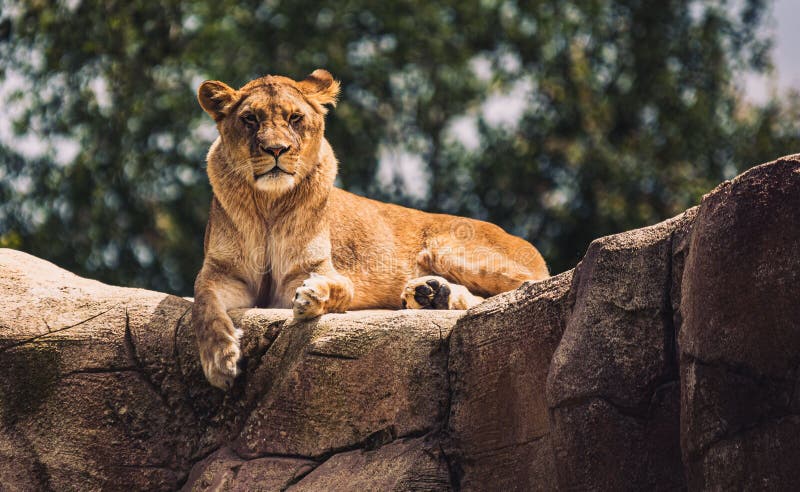 Closeup of a Beautiful Lioness on the Cliff Stock Photo - Image of ...