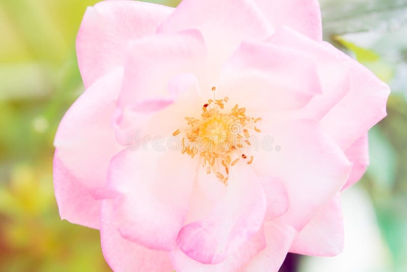 Closeup Beautiful Macro Pink Rose Stock Photo - Image of macro, floral ...