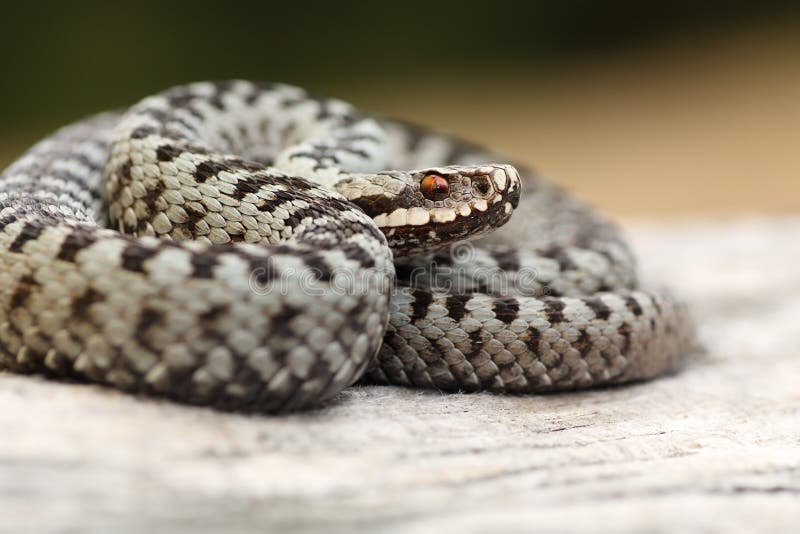 Closeup of Beautiful Male Common Adder Stock Image - Image of danger ...