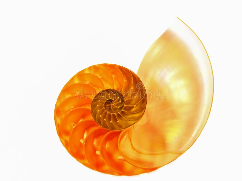 Closeup of a Beautiful Nautilus Orange Shell Stock Photo - Image of ...