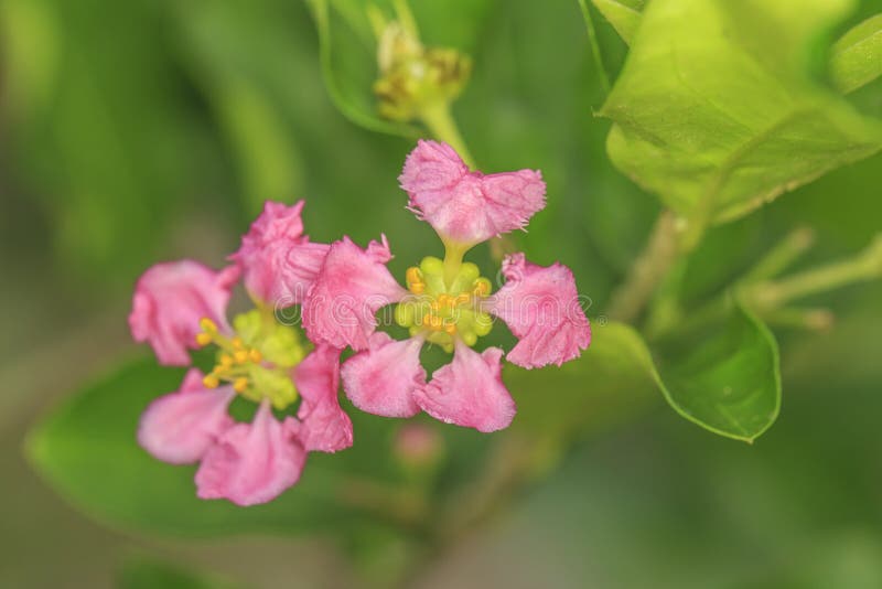 Closeup of Beautiful Orchard of Pink Cherry Blossoms Stock Photo ...